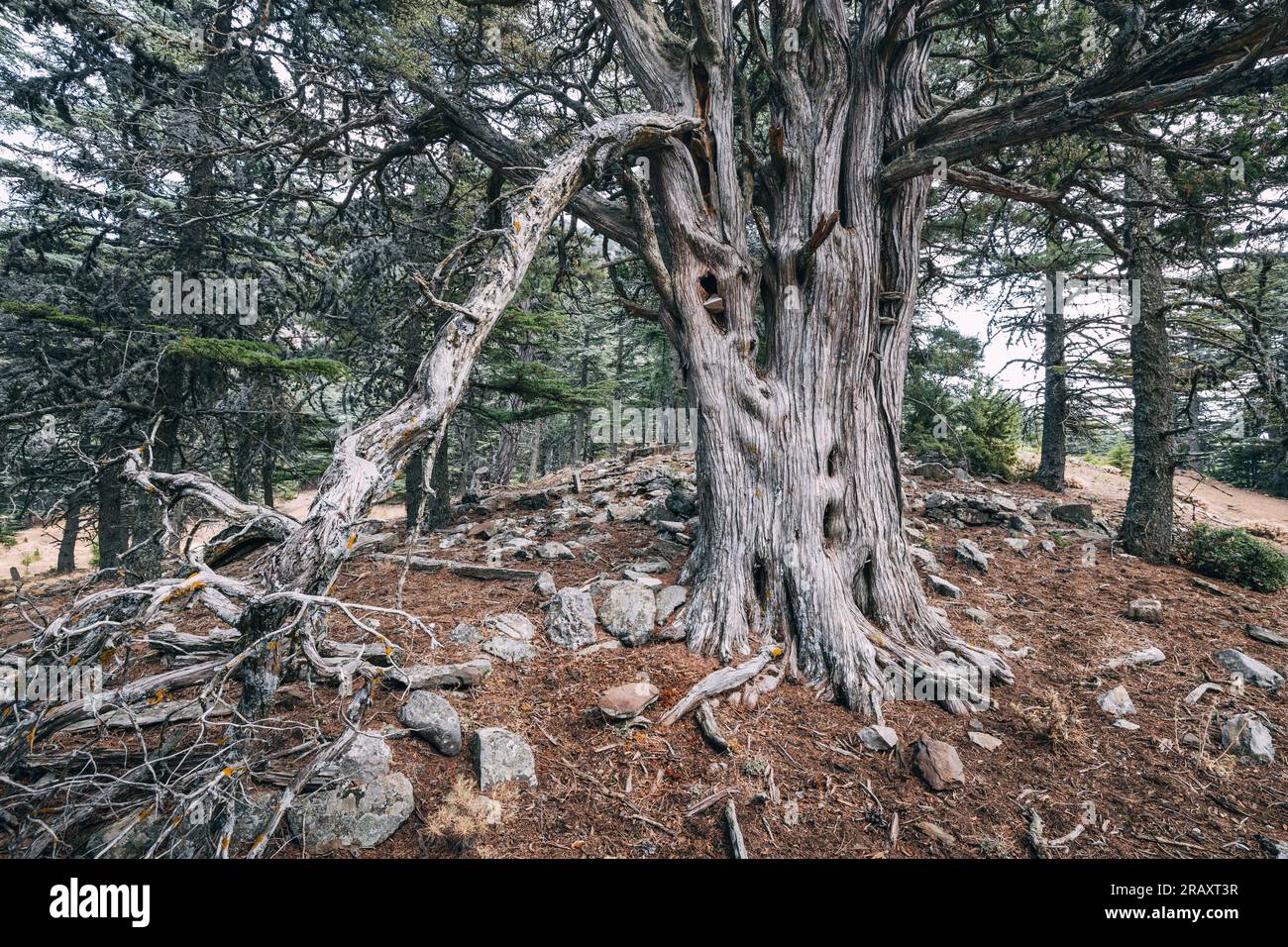 Lebanon cedar tree in mountains along lycian way in Turkey Stock Photo ...