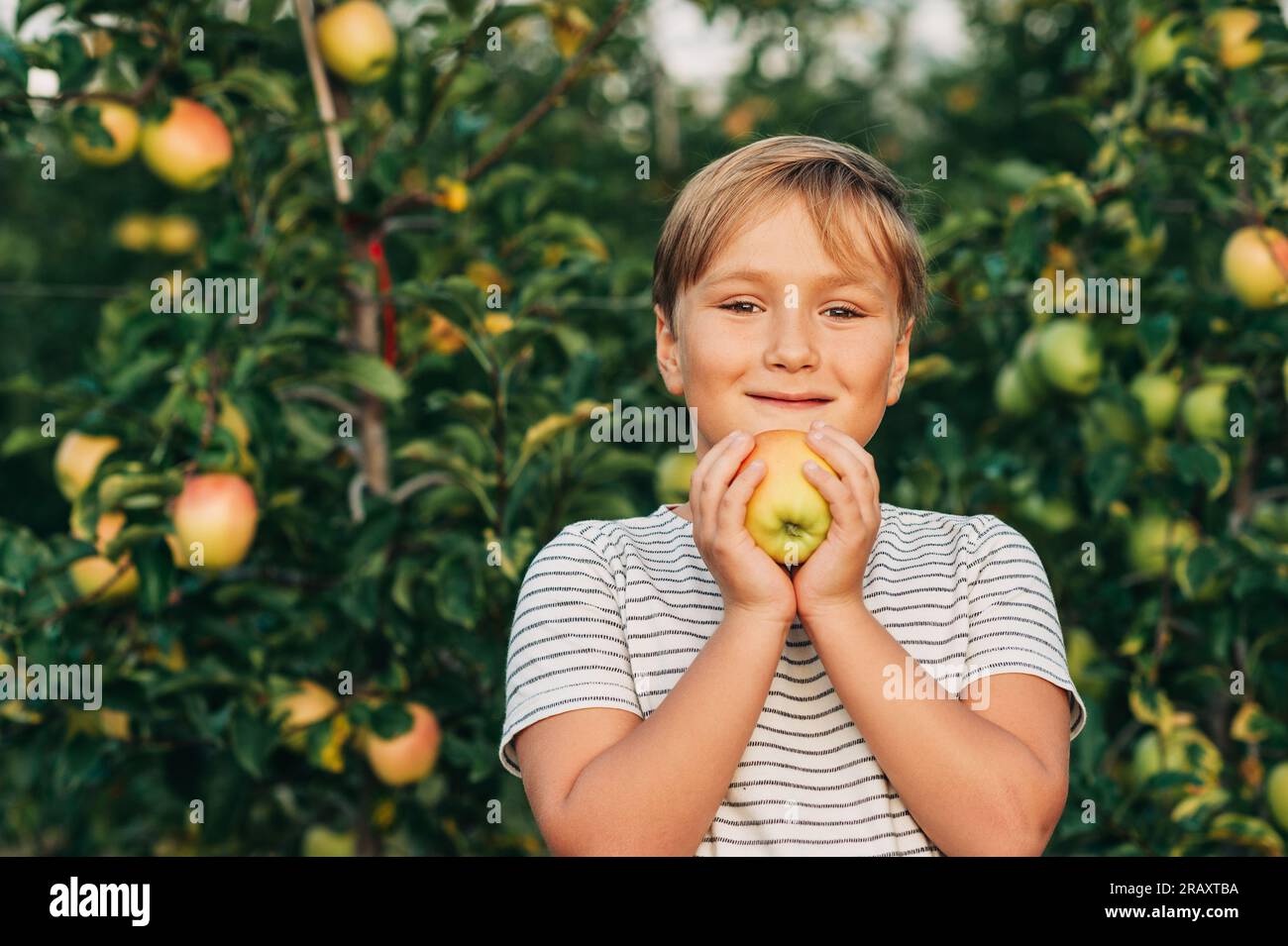 Kid boy playing in apple orchard, wearing stripe t-shirt Stock Photo ...