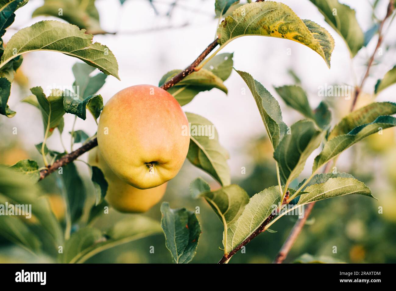 Apple tree with fruits growing in the garden, natural background Stock ...