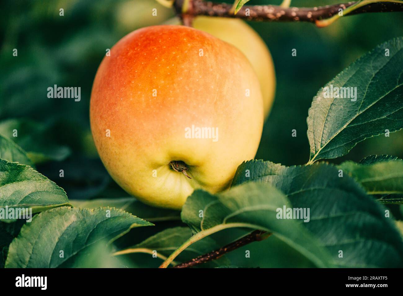 Apple tree with fruits growing in the garden, natural background Stock ...