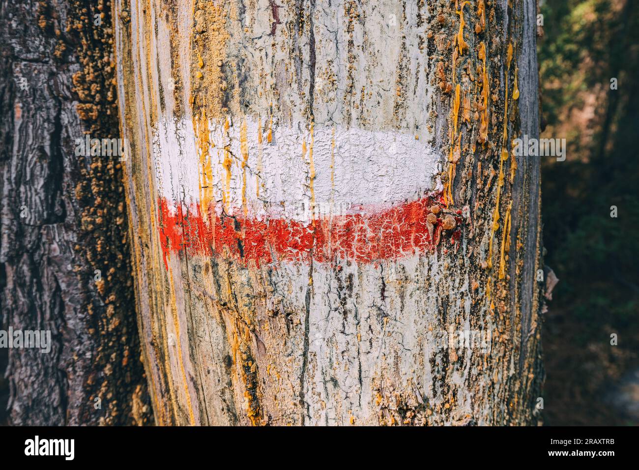 Painted mark on a tree at popular hiking trail route Stock Photo - Alamy