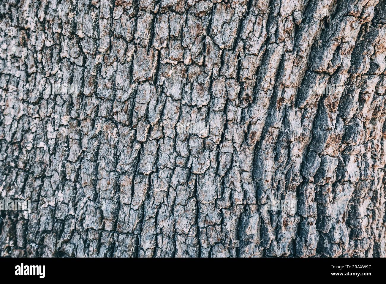 Old big tree bark as texture and background Stock Photo - Alamy