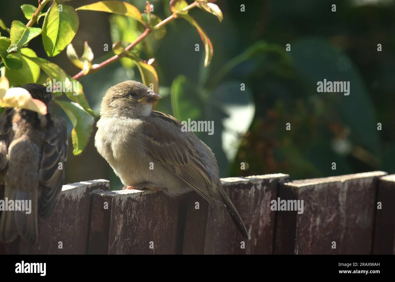 Sparrow pecking hi-res stock photography and images - Alamy