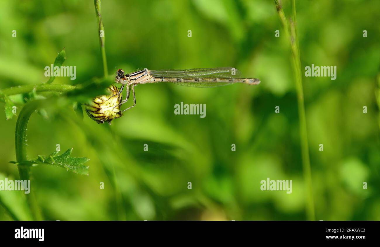 Damsel fly nymph hi-res stock photography and images - Alamy