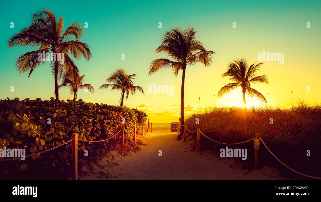Miami beach palm trees florida hi-res stock photography and images - Alamy