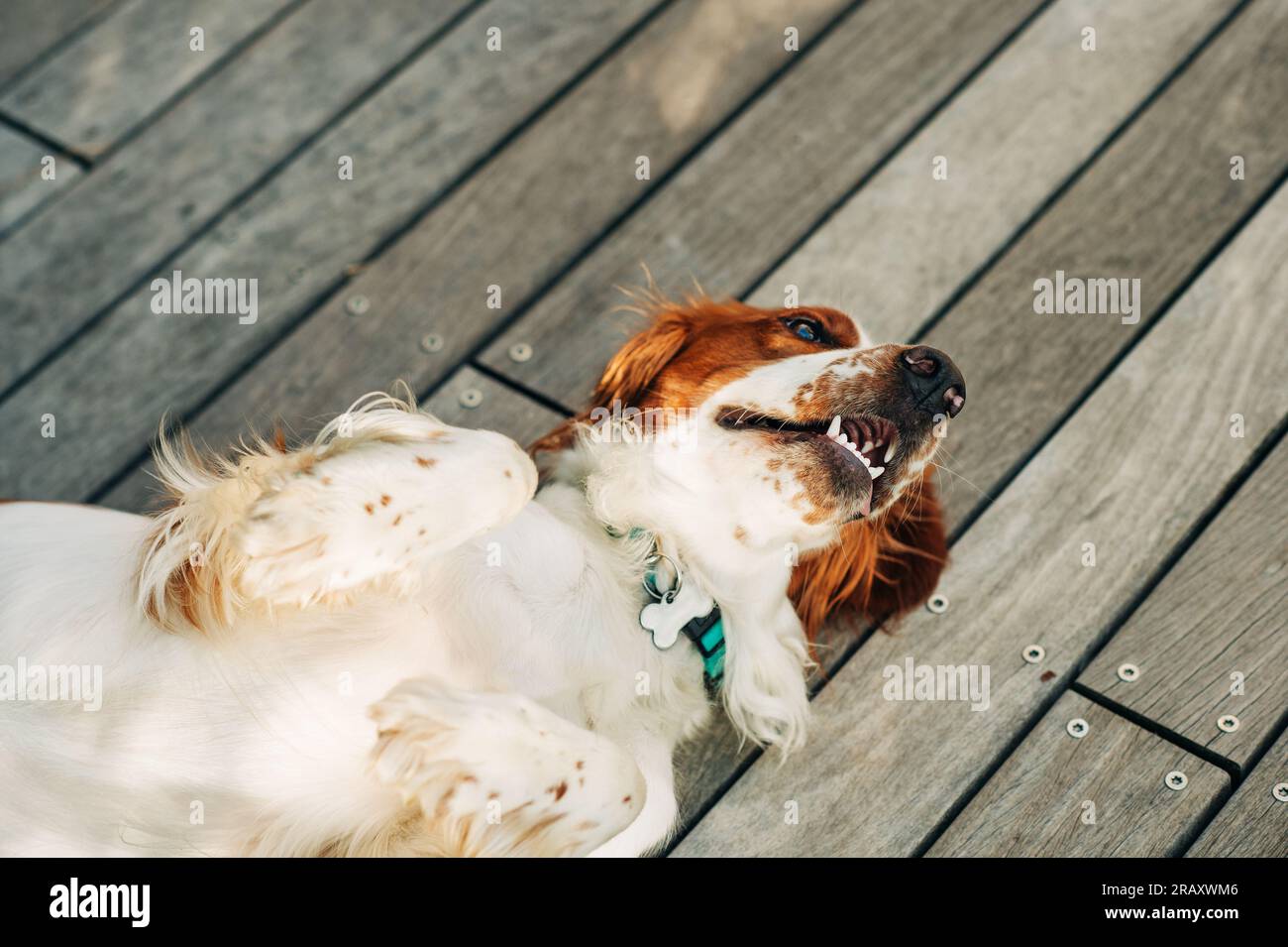 White and red beautiful Cocker Spaniel resting on aterrace, lying on ...