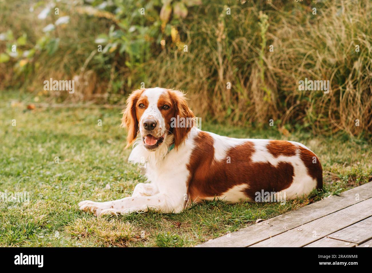 Red and white cocker spaniel hi-res stock photography and images - Alamy