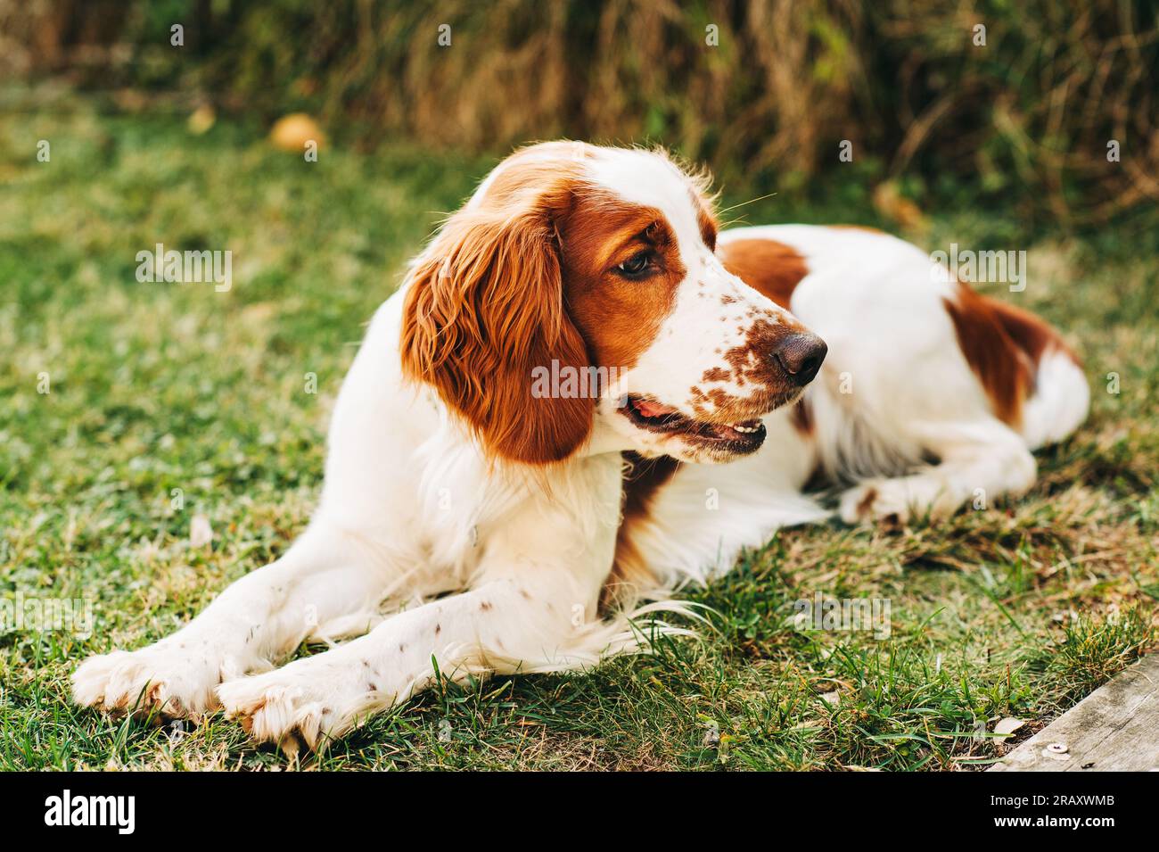 White and red beautiful Cocker Spaniel resting in sunny garden Stock ...