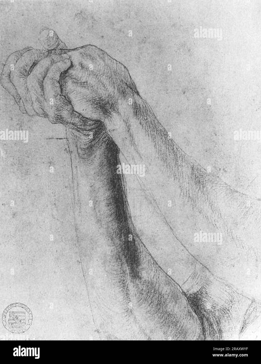 Forearm study hi-res stock photography and images - Alamy