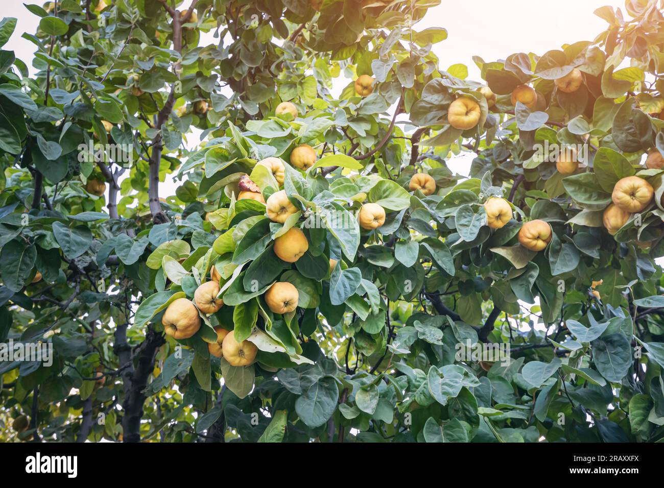 The quince tree sun hi-res stock photography and images - Alamy