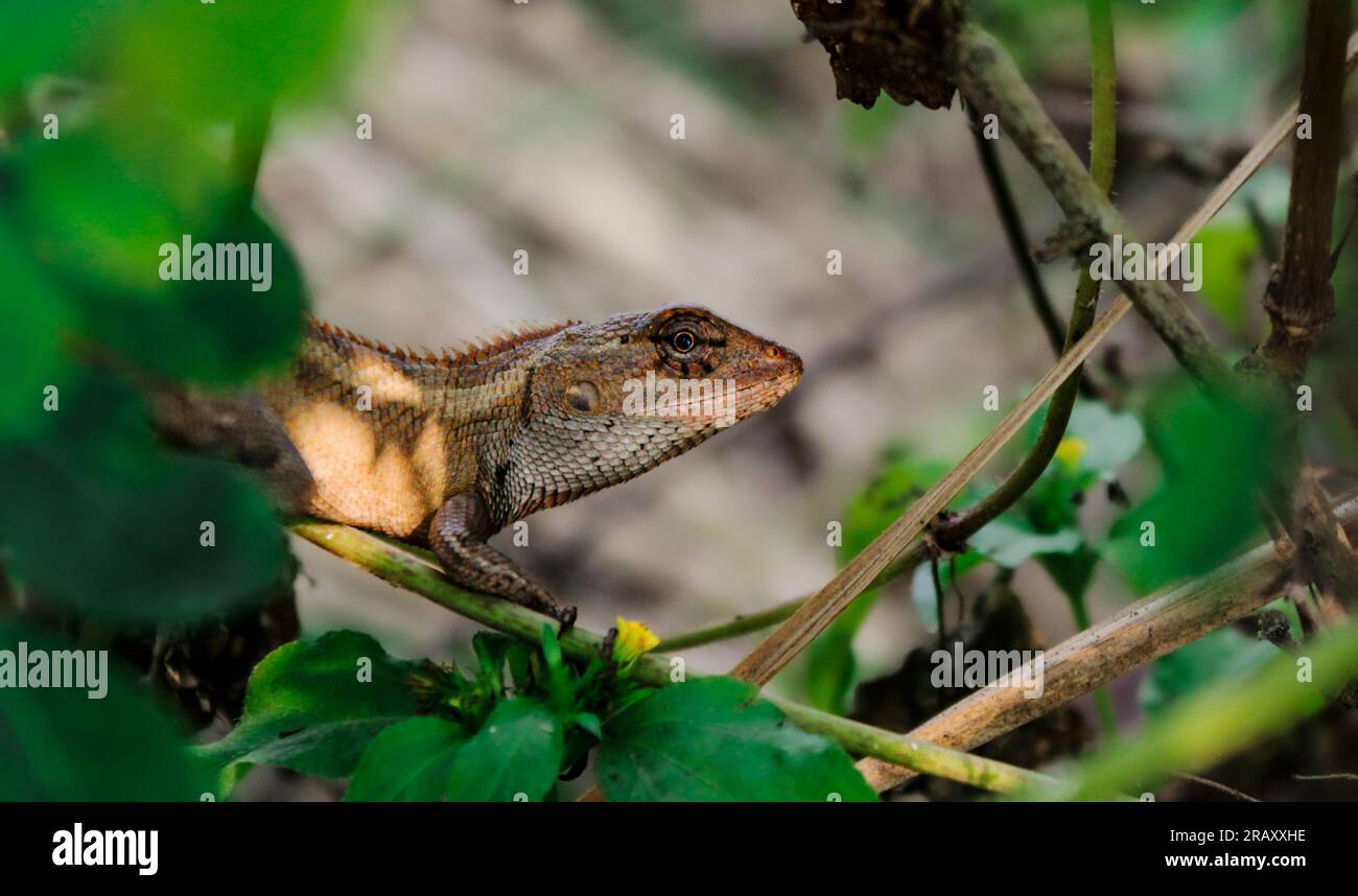 Brown Chameleon Graden Lizard Peeking Through The Bush Stock Photo - Alamy