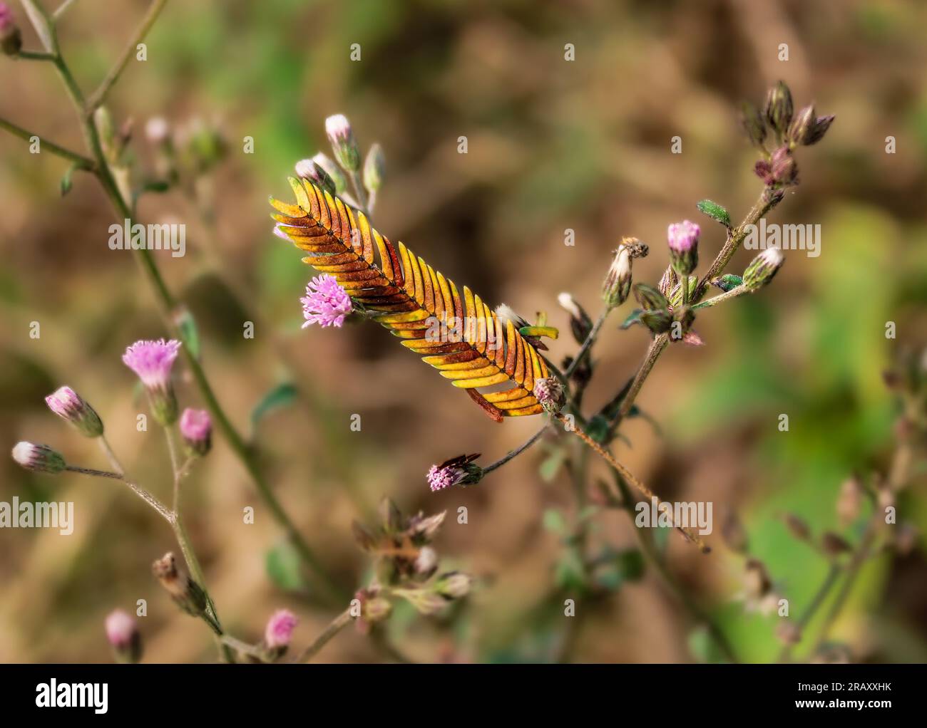 Dry Yellow Puff leaf Falling On Little Ironweed Tree Stock Photo - Alamy