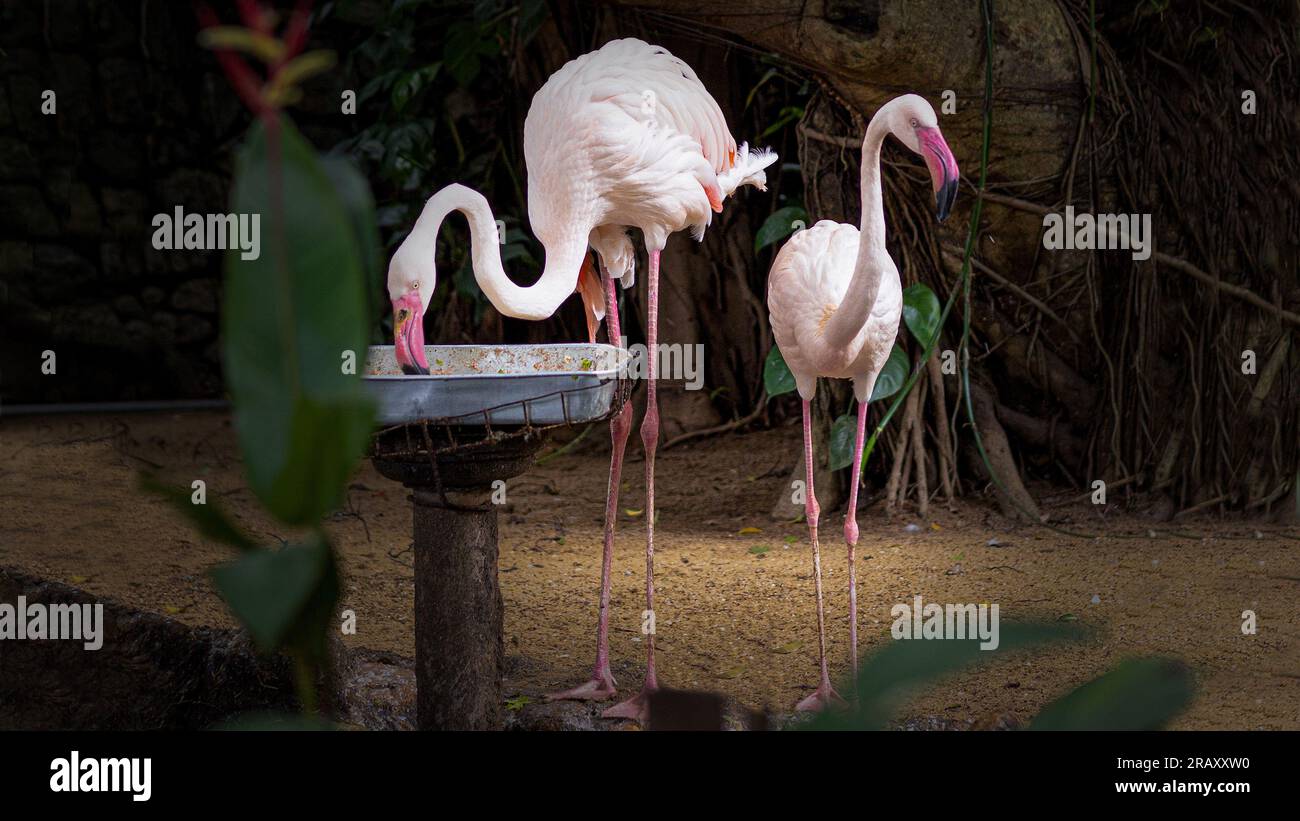 Flock of flemingos hi-res stock photography and images - Alamy