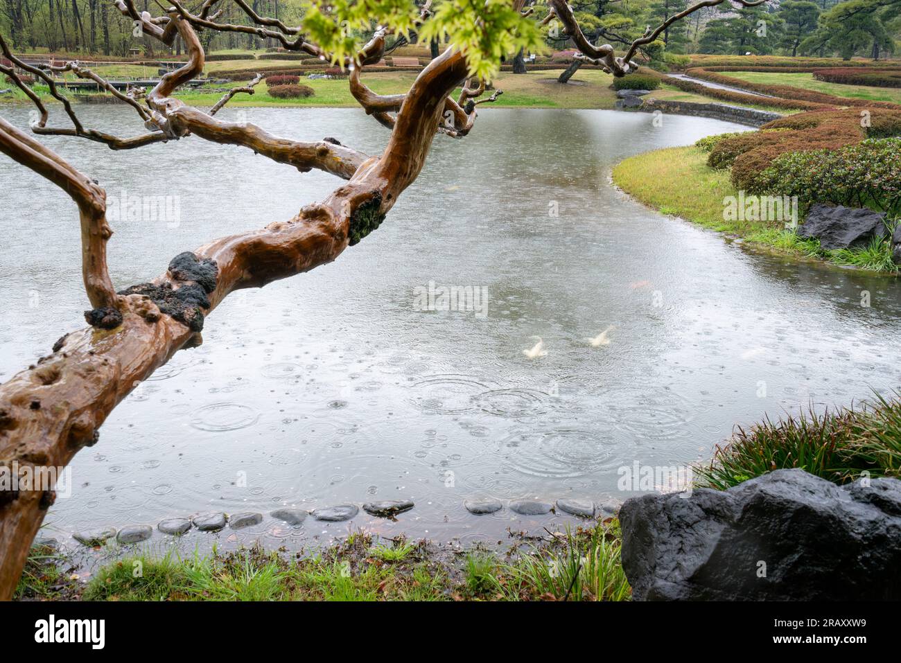 Fish swimming in a pond in a rainy day. Raindrops falling on the pond ...