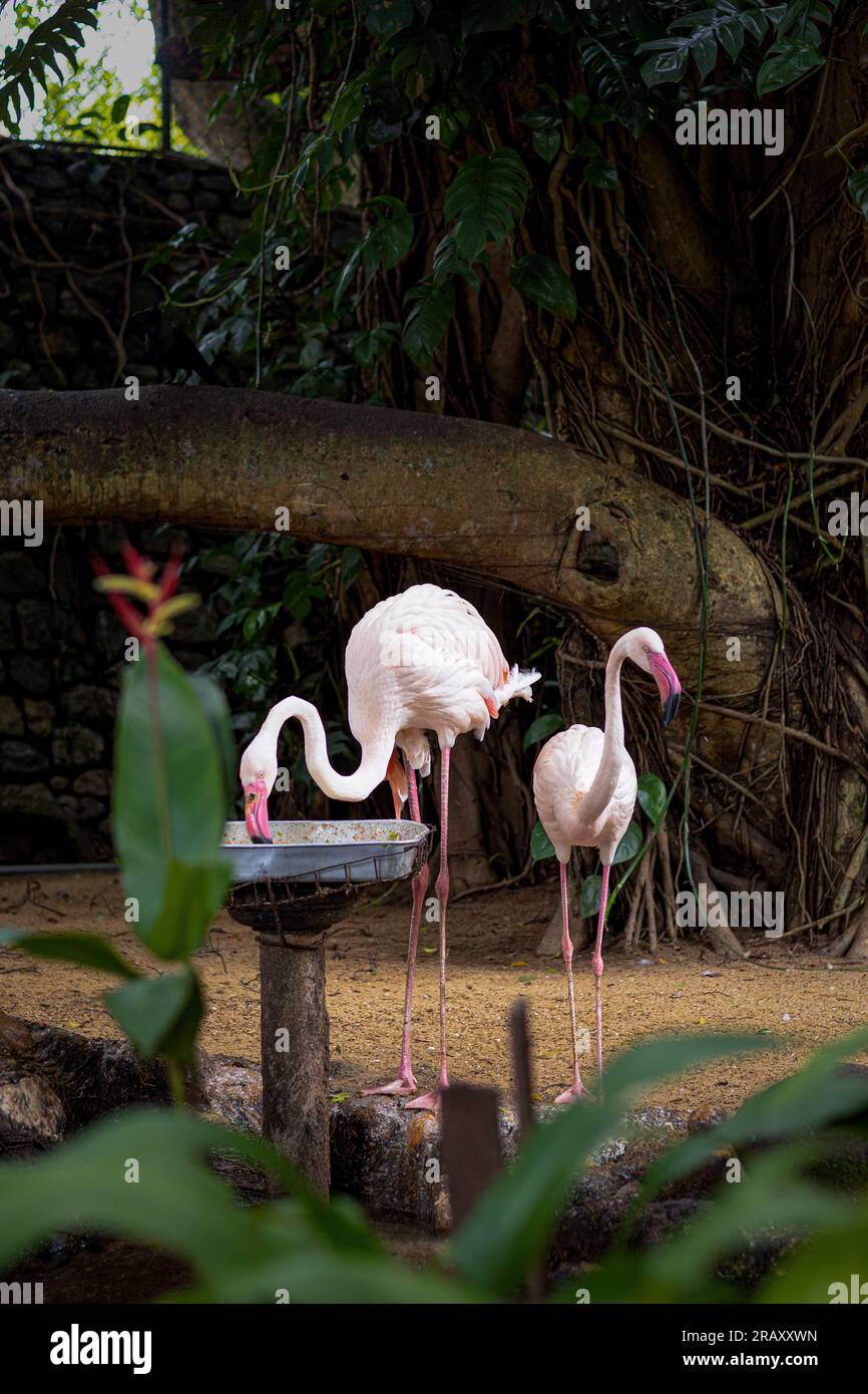 Flock of flemingos hi-res stock photography and images - Alamy