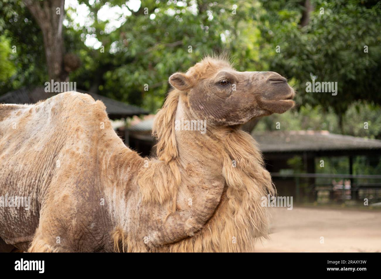 Camel, Old Camel, Camel Close up, Camelus, 4k portrait photograph Stock ...