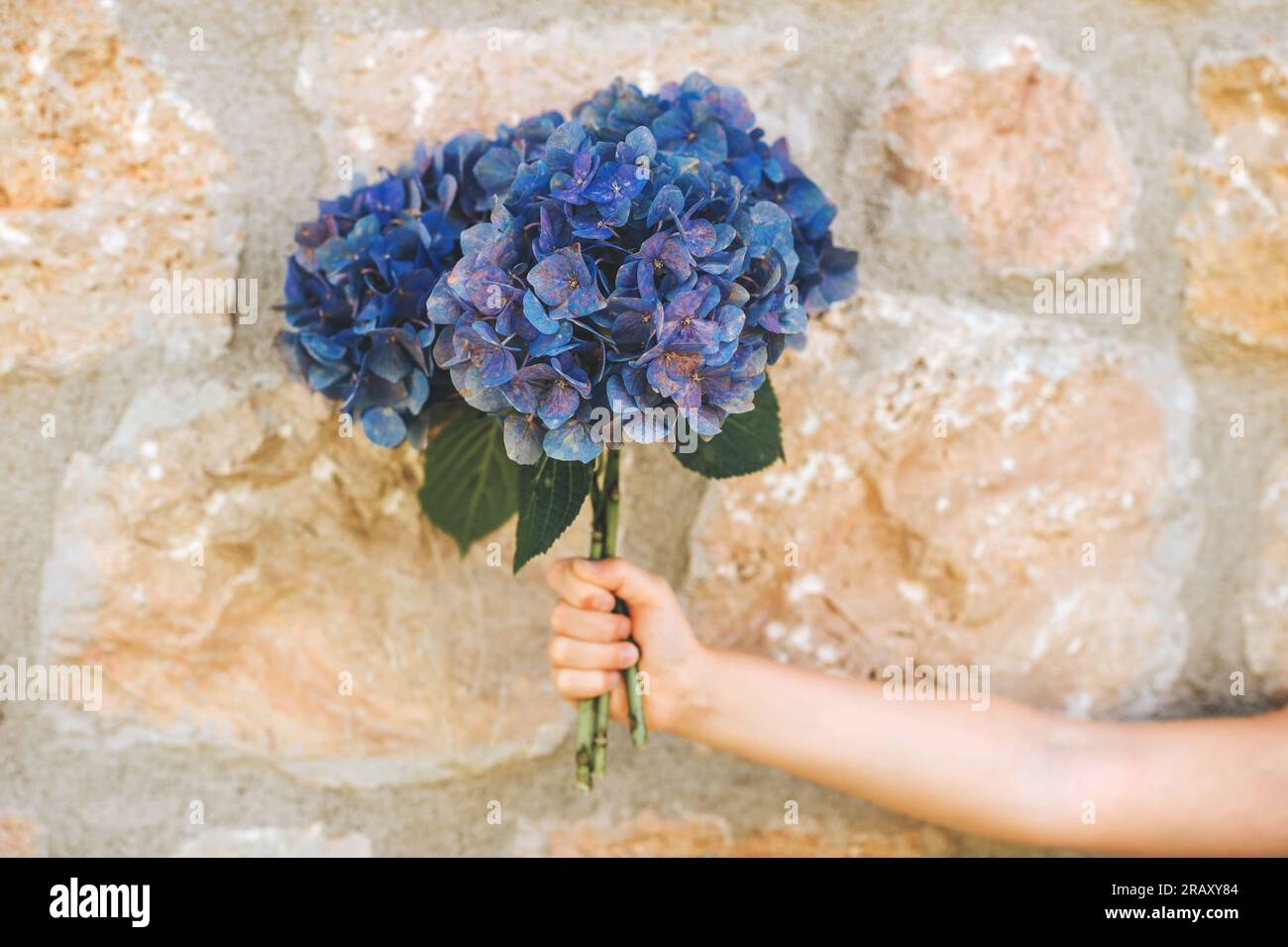 Child holding beautiful blue hydrangea flowers Stock Photo - Alamy