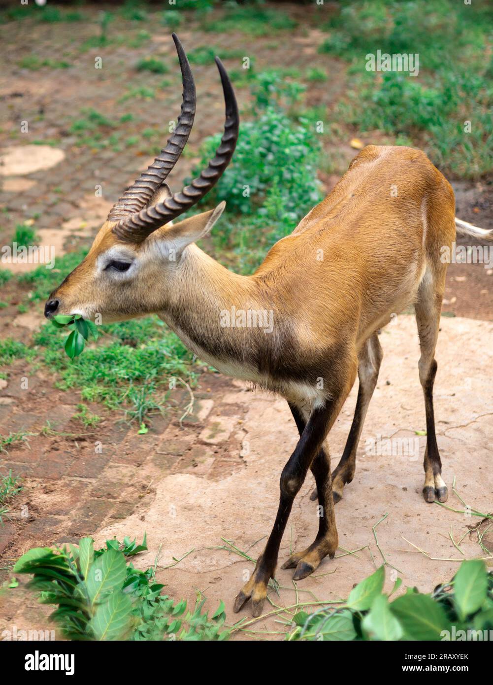 Deer red lechwe kobus leche hi-res stock photography and images - Alamy