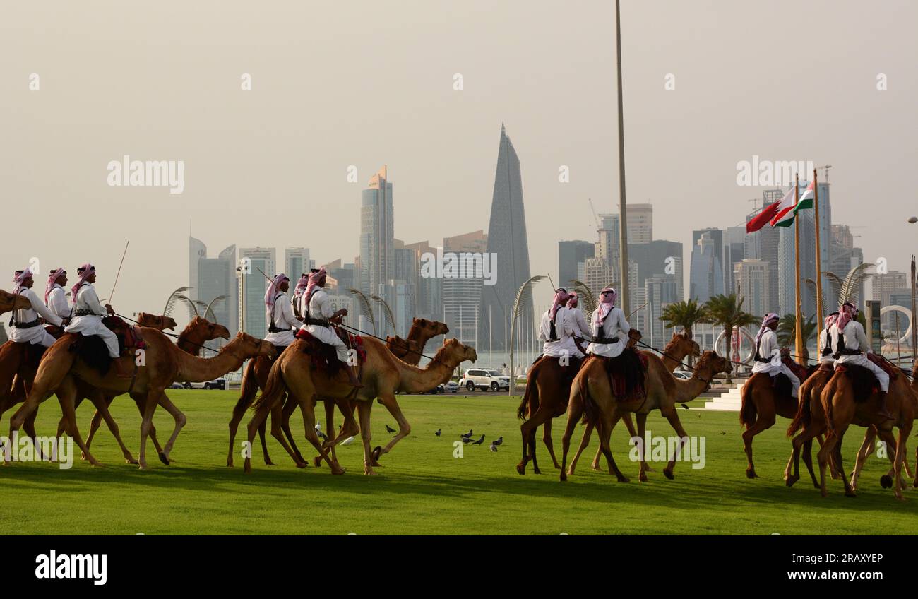 Camels and riders in front of the Corniche. Doha. Qatar Stock Photo - Alamy