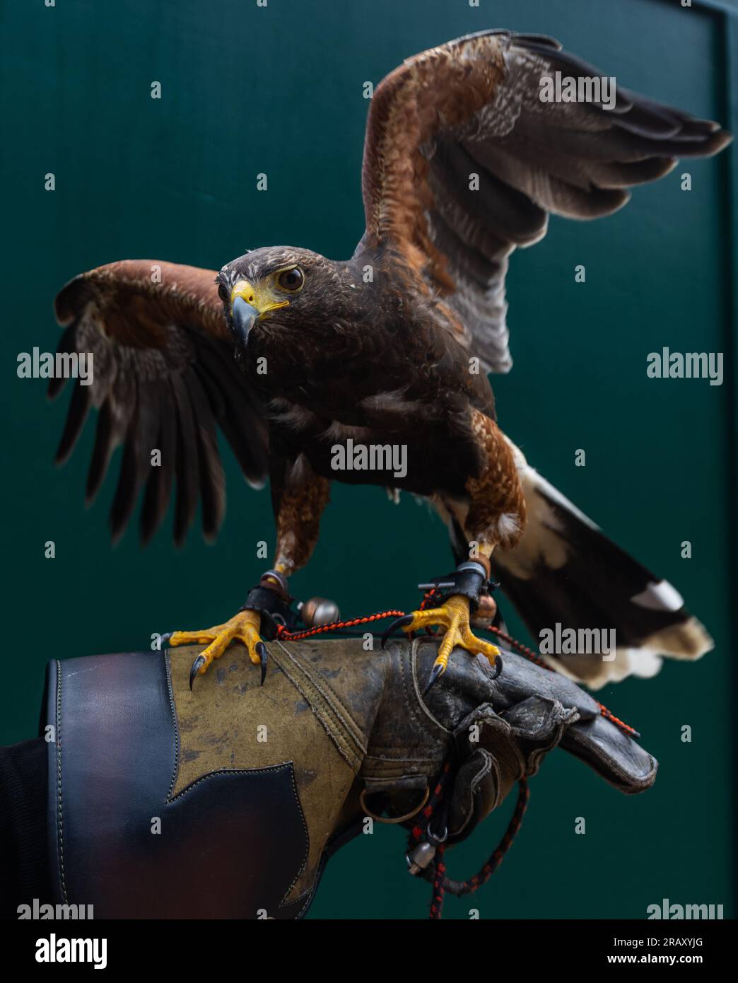 Rufus The Hawk, used to keep pigeons away from the courts on day four ...