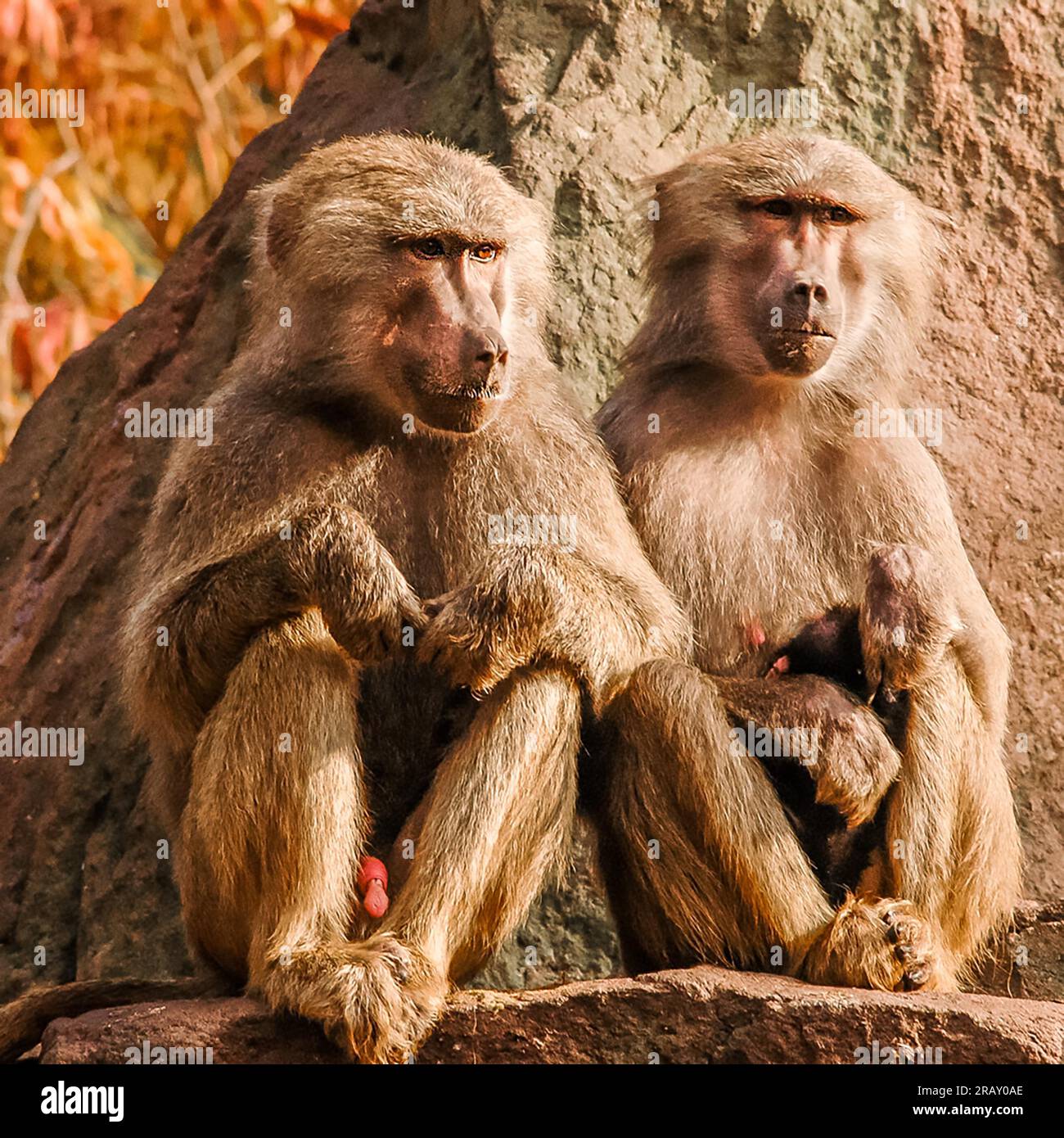Baboon face hi-res stock photography and images - Alamy