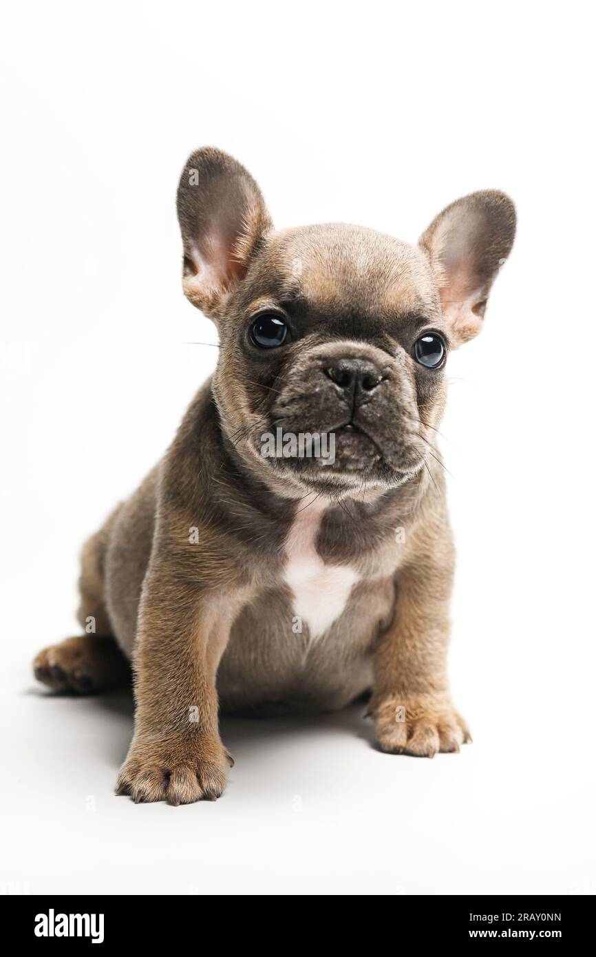 Adorable fawn French Bulldog puppy, sitting up facing front. Looking ...
