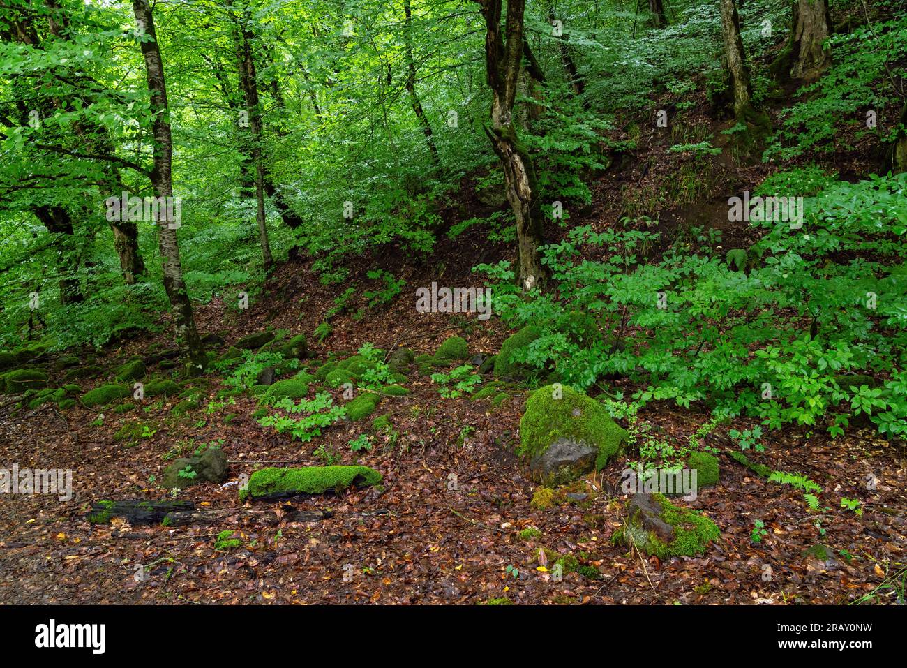 Dense green wet forest at rainy season Stock Photo - Alamy