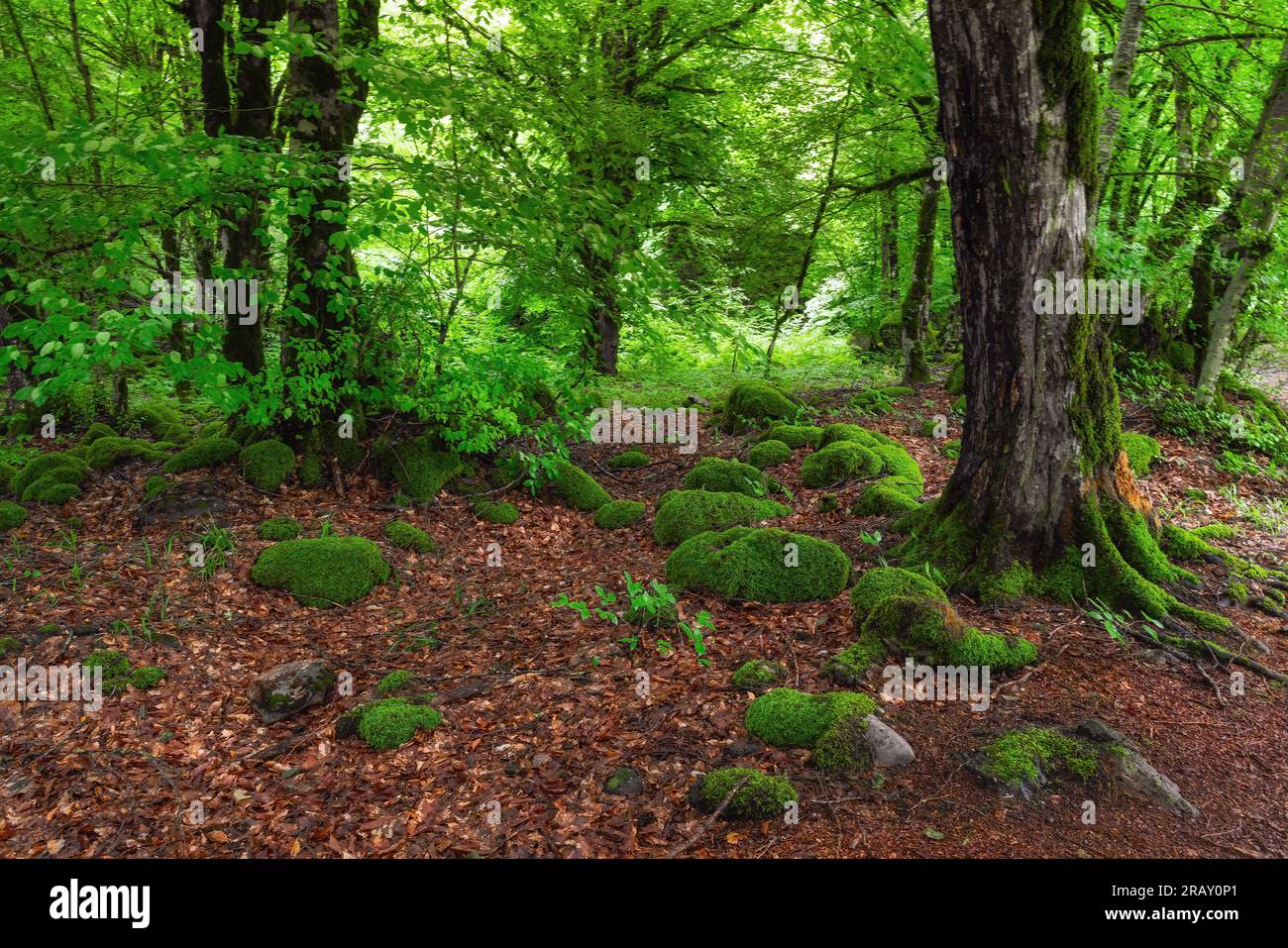 Dense green wet forest at rainy season Stock Photo - Alamy