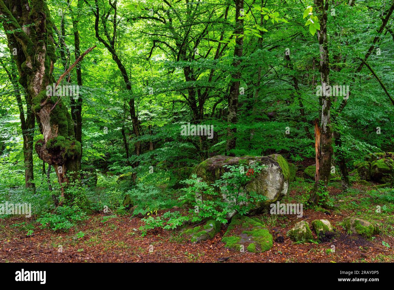 Dense green wet forest at rainy season Stock Photo - Alamy