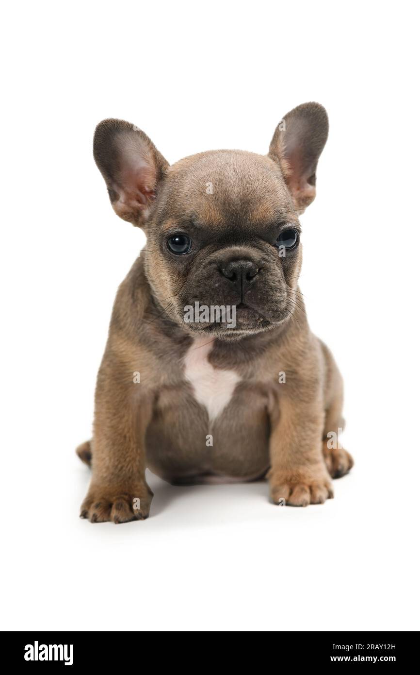 Adorable fawn French Bulldog puppy, sitting up facing front. Looking ...