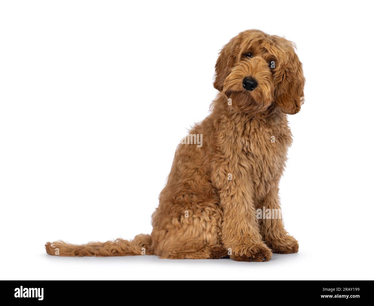 Adorable Labradoodle dog, sitting up side ways. Looking towards camera ...