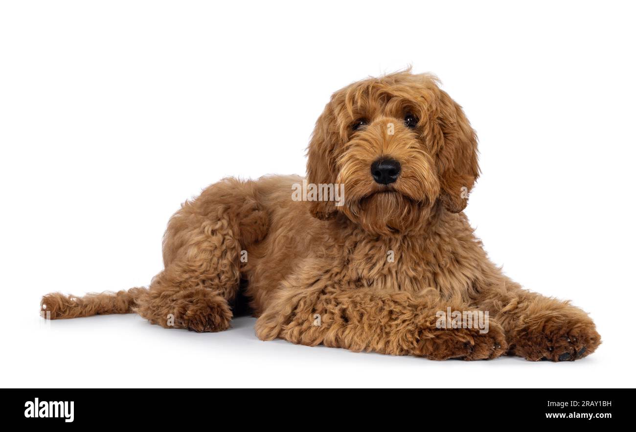 Adorable Labradoodle dog, laying down side ways. Looking towards camera ...
