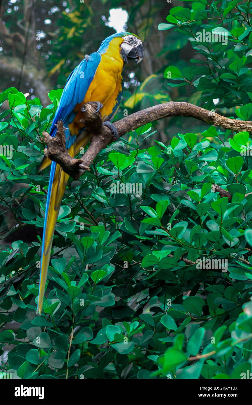Blue and yellow macaw sitting on a tree branch, Parrot Macaw in the ...