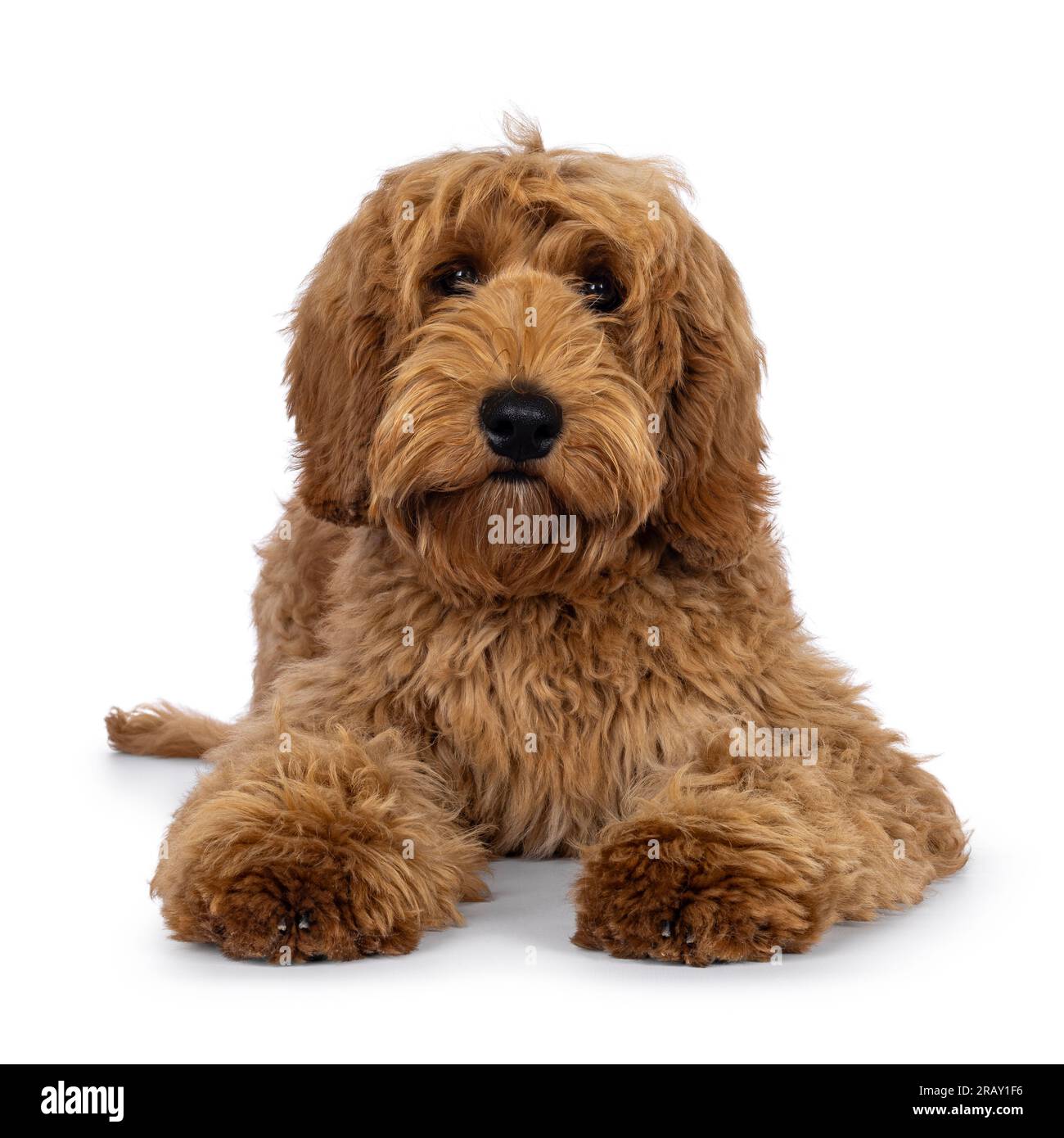 Adorable Labradoodle dog, laying down facing front. Looking towards ...