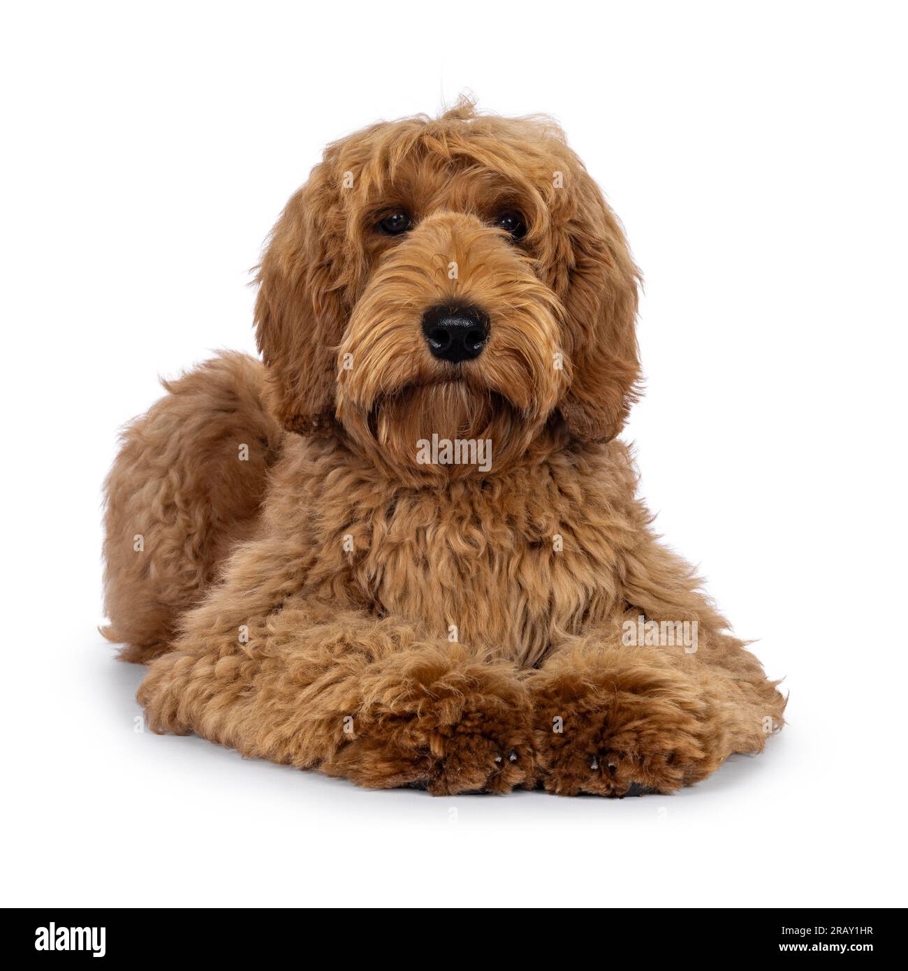 Adorable Labradoodle dog, laying down facing front. Looking towards ...