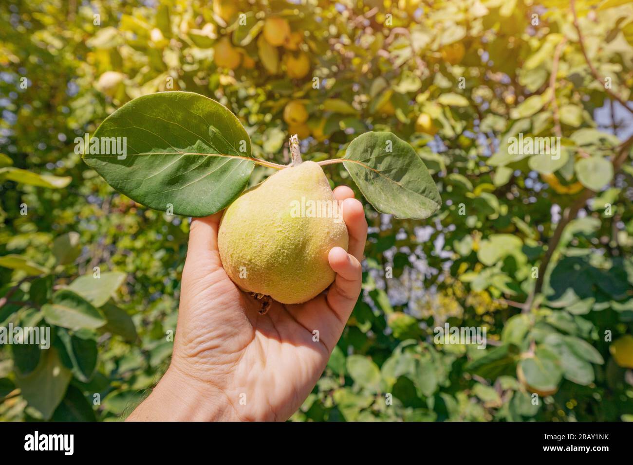 Picking and harvesting fruits of quince tree in farm or garden Stock ...