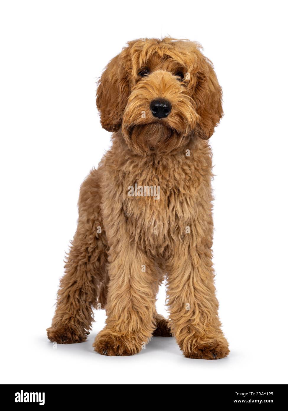 Adorable Labradoodle dog, standing up facing front. Looking towards ...