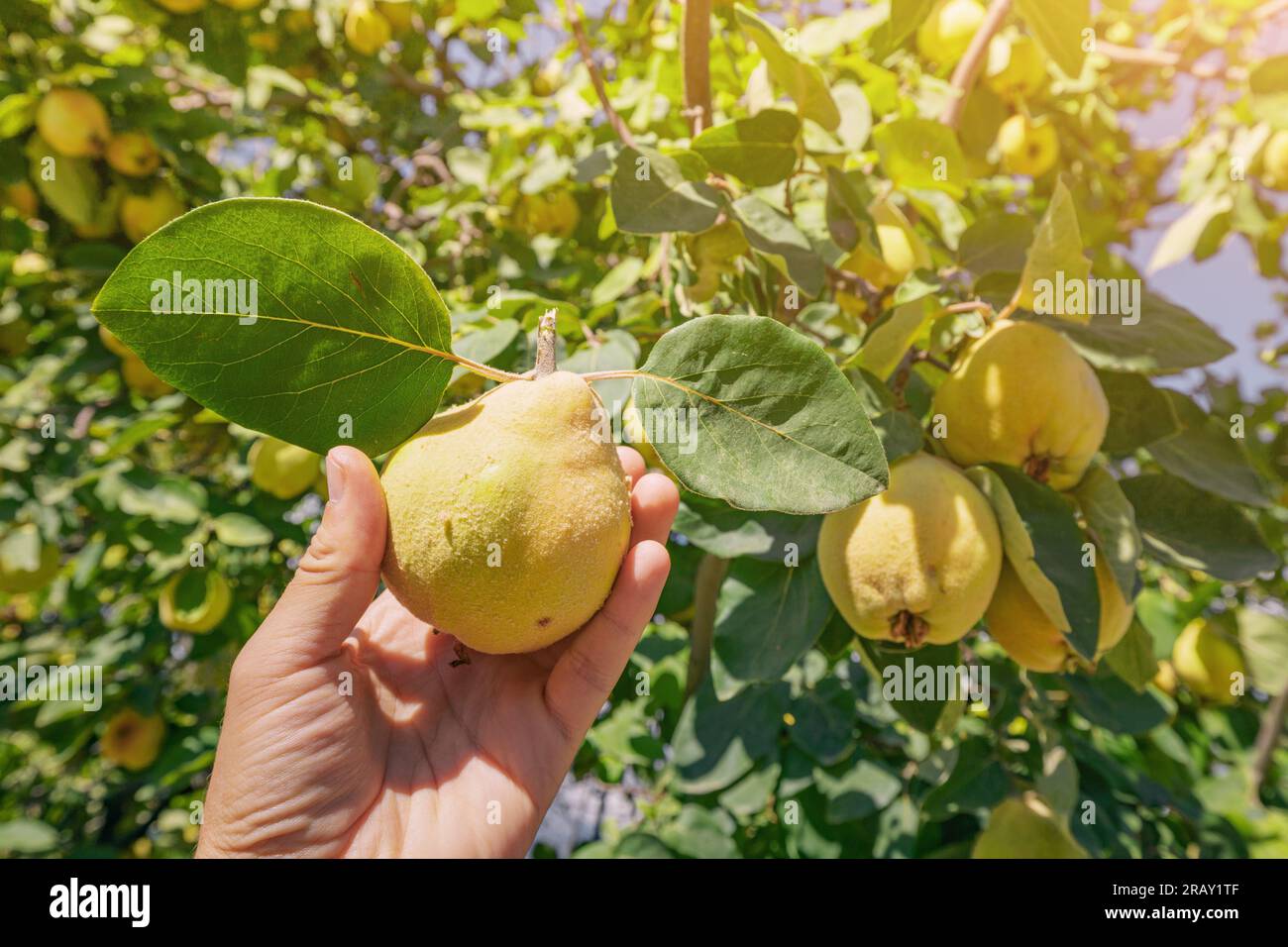 Picking and harvesting fruits of quince tree in farm or garden Stock ...