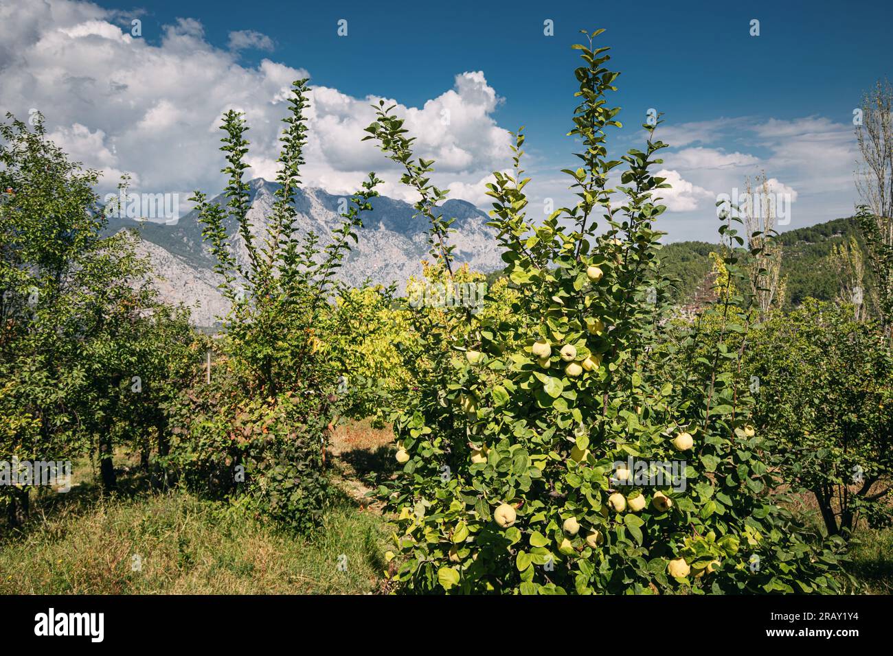 Young fruits of quince tree in farm or garden against mountains scenery ...
