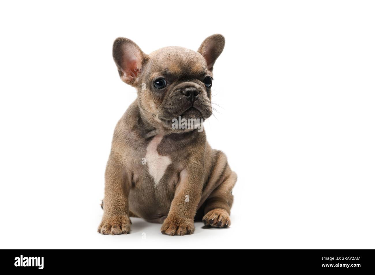 Adorable fawn French Bulldog puppy, sitting up facing front. Looking ...