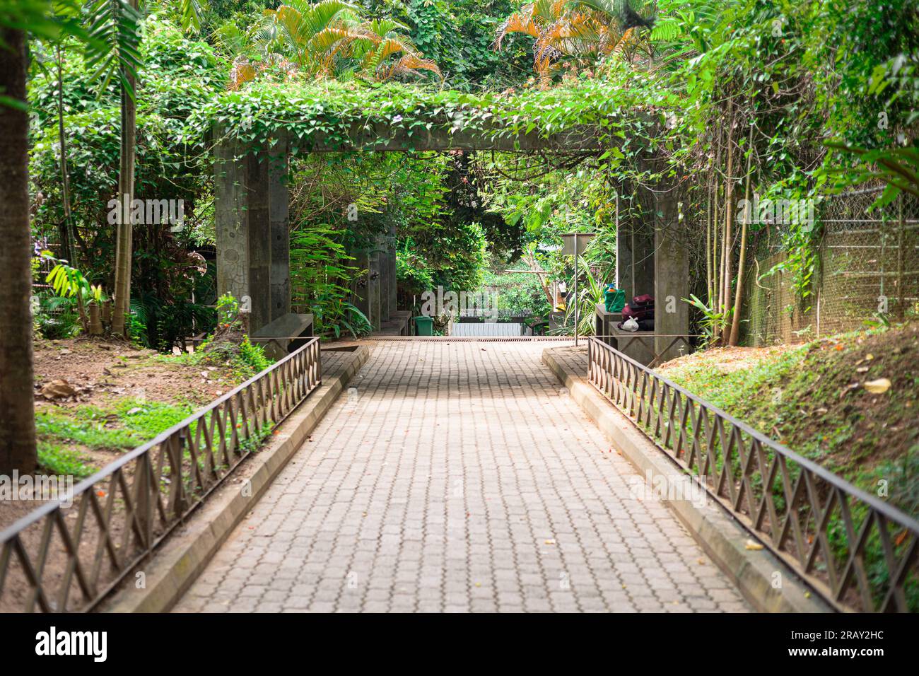 Garden green entrance covered with green trees and leaves, Outdoor park ...