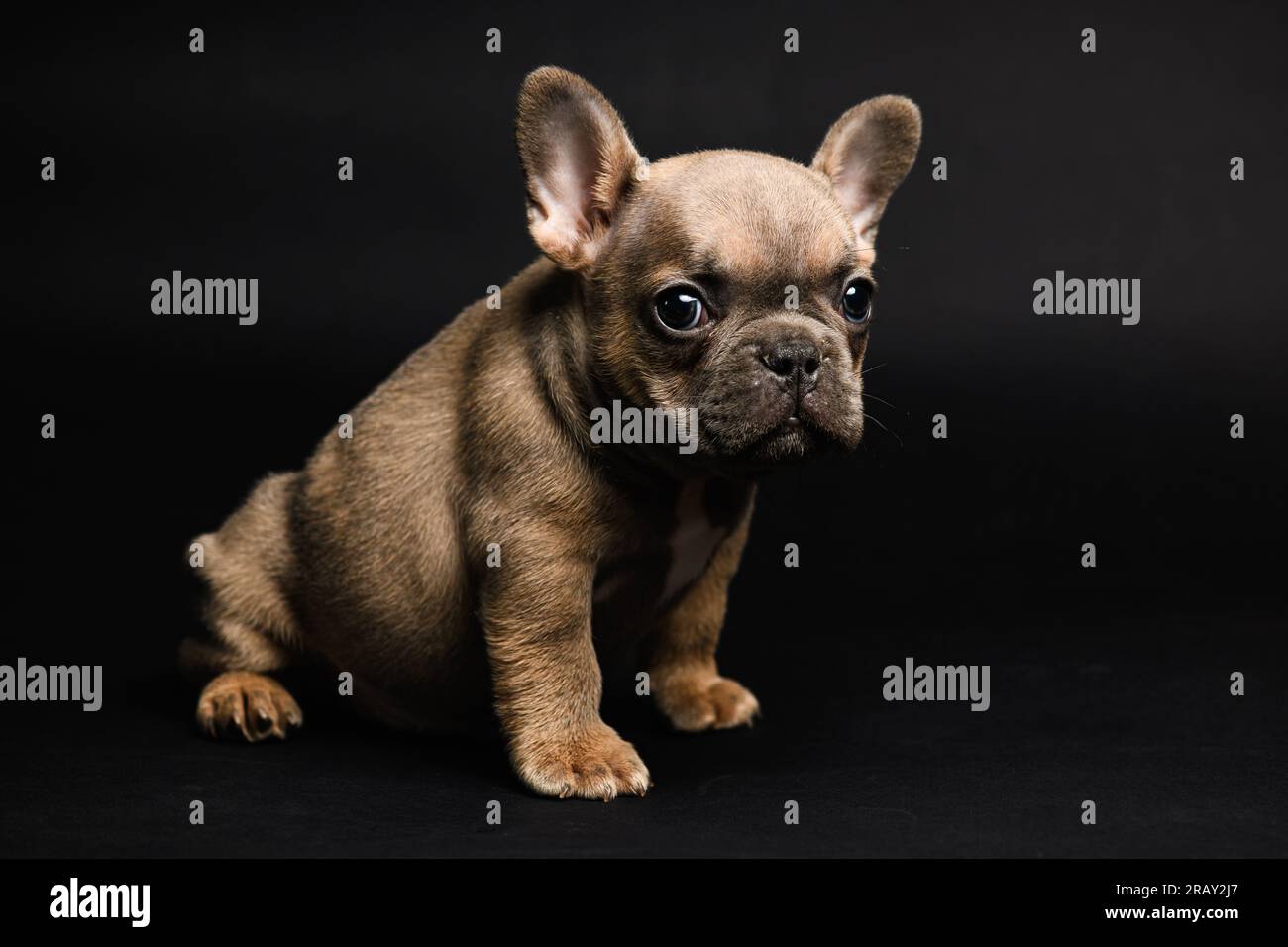 Adorable fawn French Bulldog puppy, sitting up facing front. Looking ...