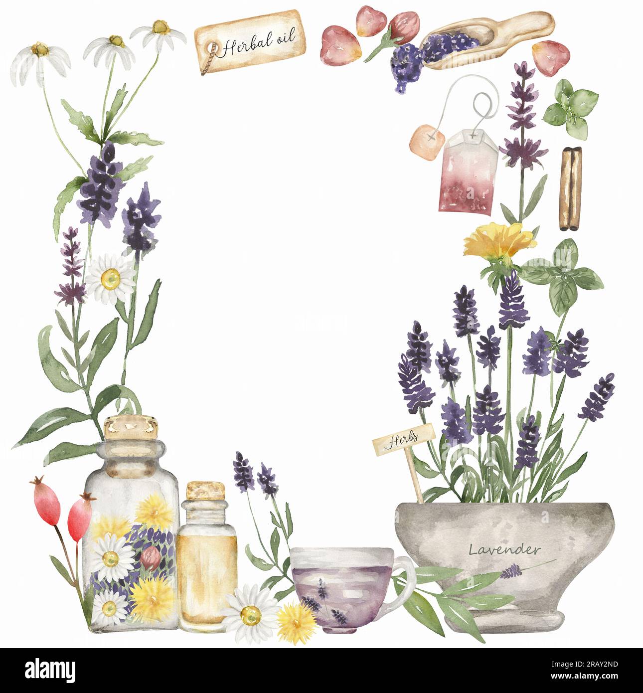 Hand drawn watercolor herbal elements illustration: herbs lavender ...