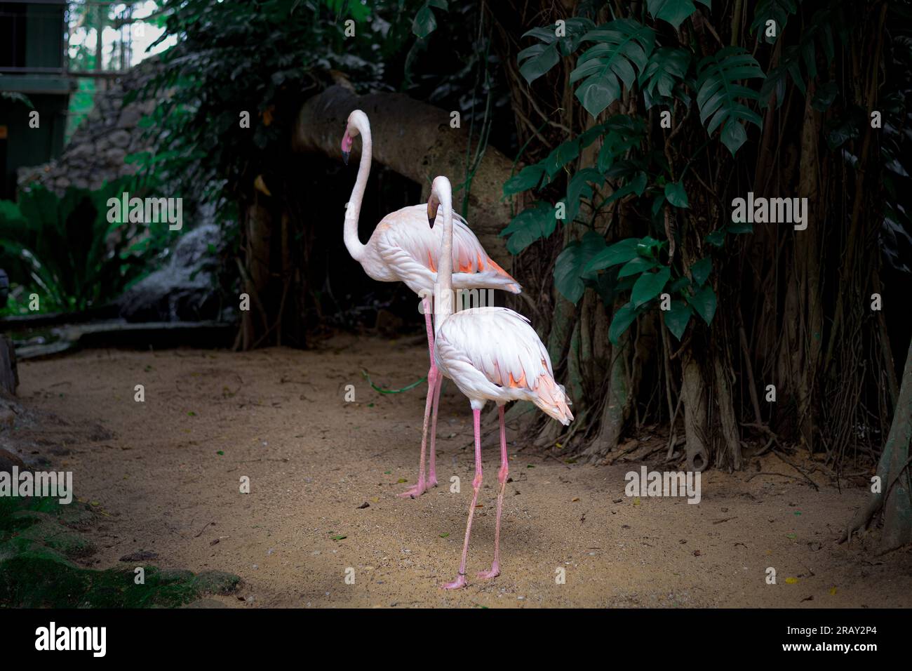 Flock of flemingos hi-res stock photography and images - Alamy