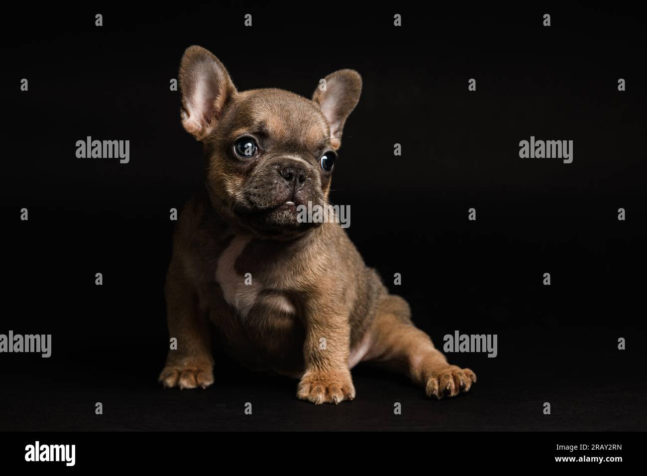 Adorable fawn French Bulldog puppy, sitting up facing front. Looking ...