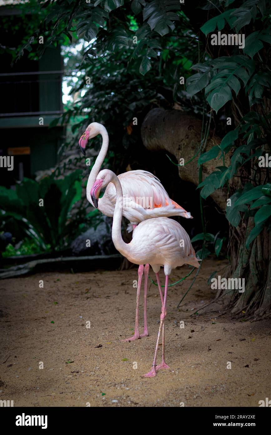 Flock of flemingos hi-res stock photography and images - Alamy