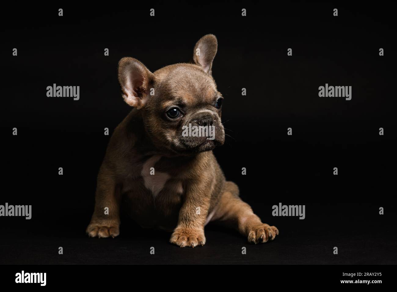 Adorable fawn French Bulldog puppy, sitting up facing front. Looking ...