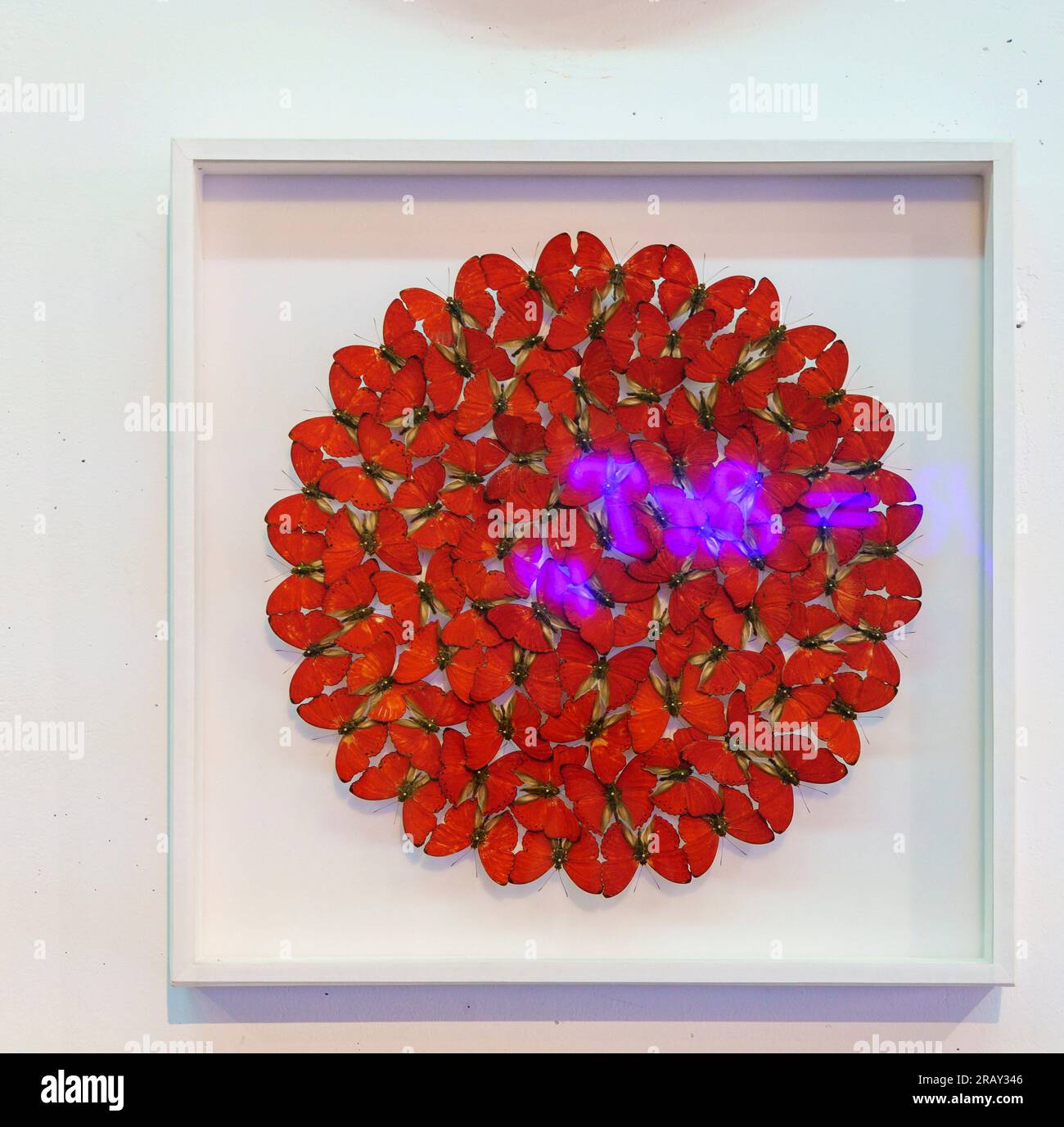 A thing of beauty , Anna Tas, Sa Bassa Blanca Museum (msbb) Yannick Vu ...