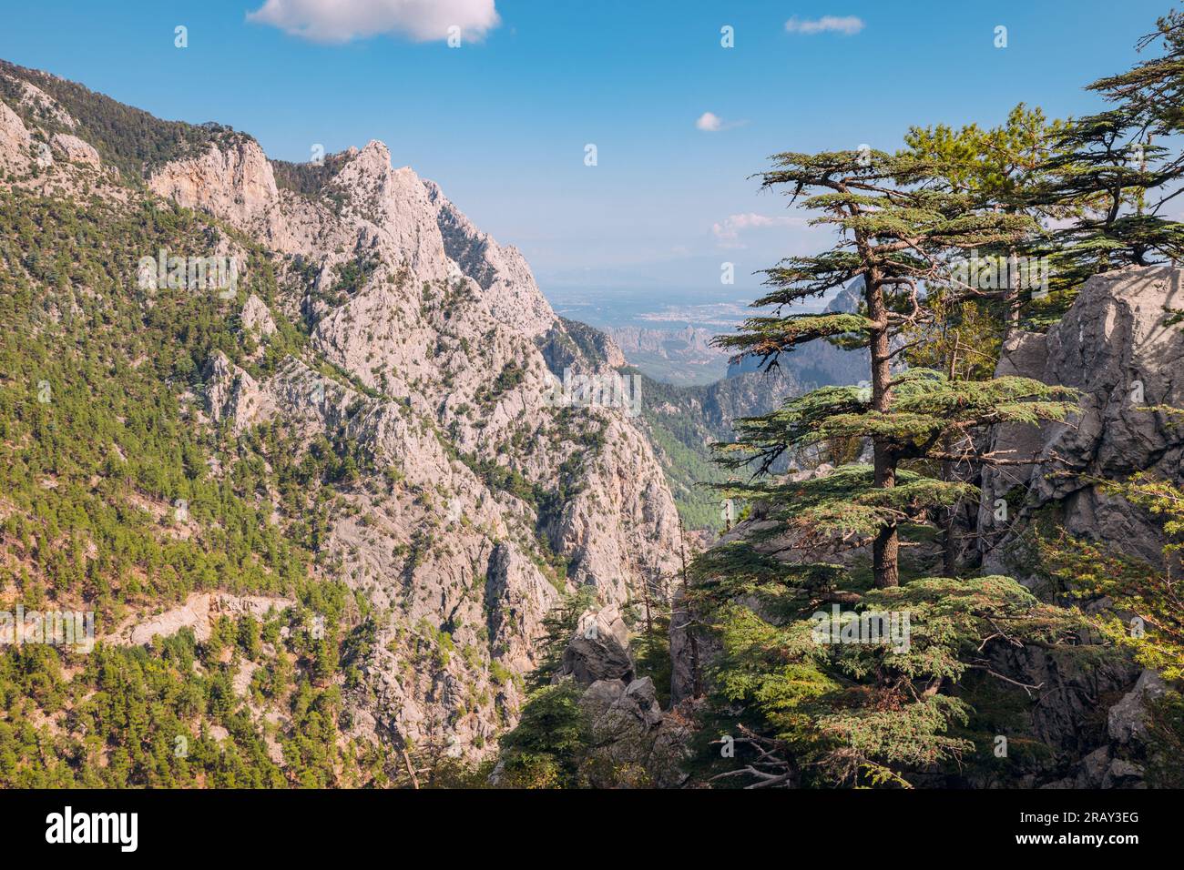 Scenic view of wild forest with huge Lebanon cedar trees in mountains ...