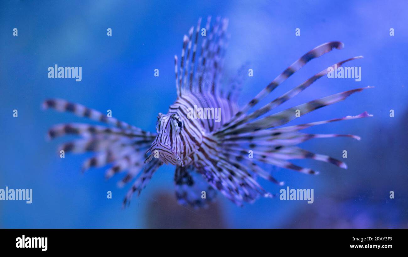 Red lionfish, Zebra fish, pterois volitans, one of the dangerous coral ...